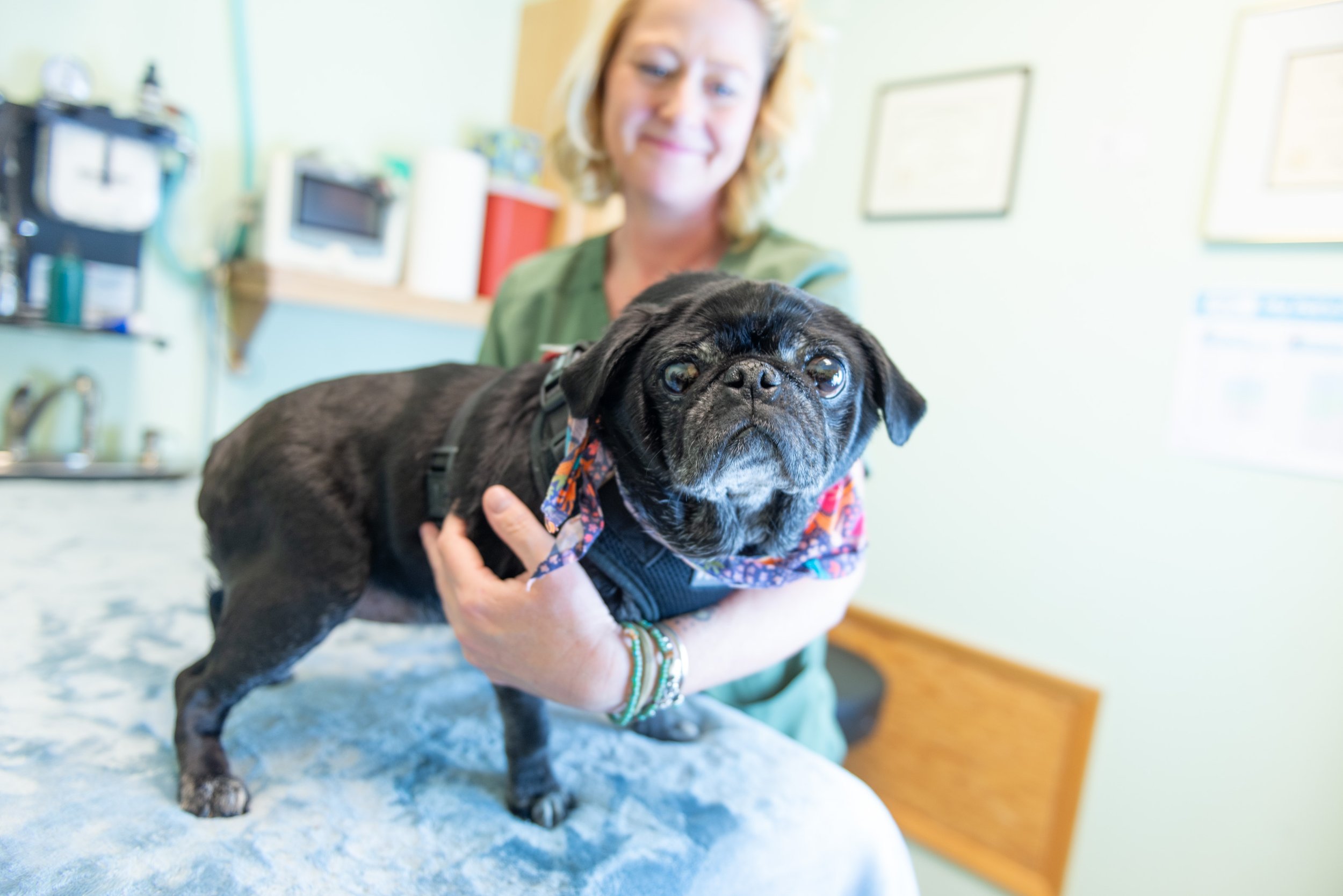 Contact — Four Paws Wellness Center