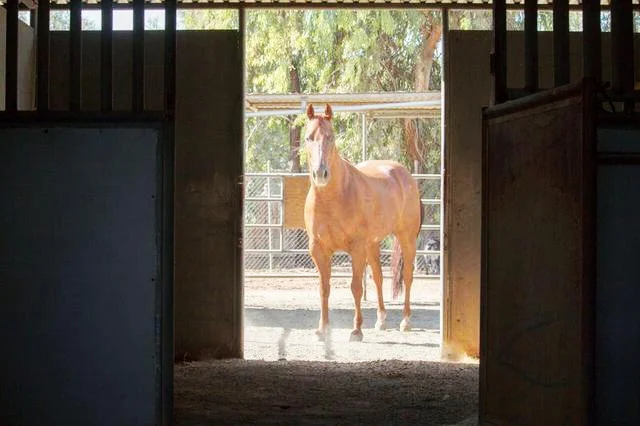 Monthly Boarding — Heavens Ranch Rescue