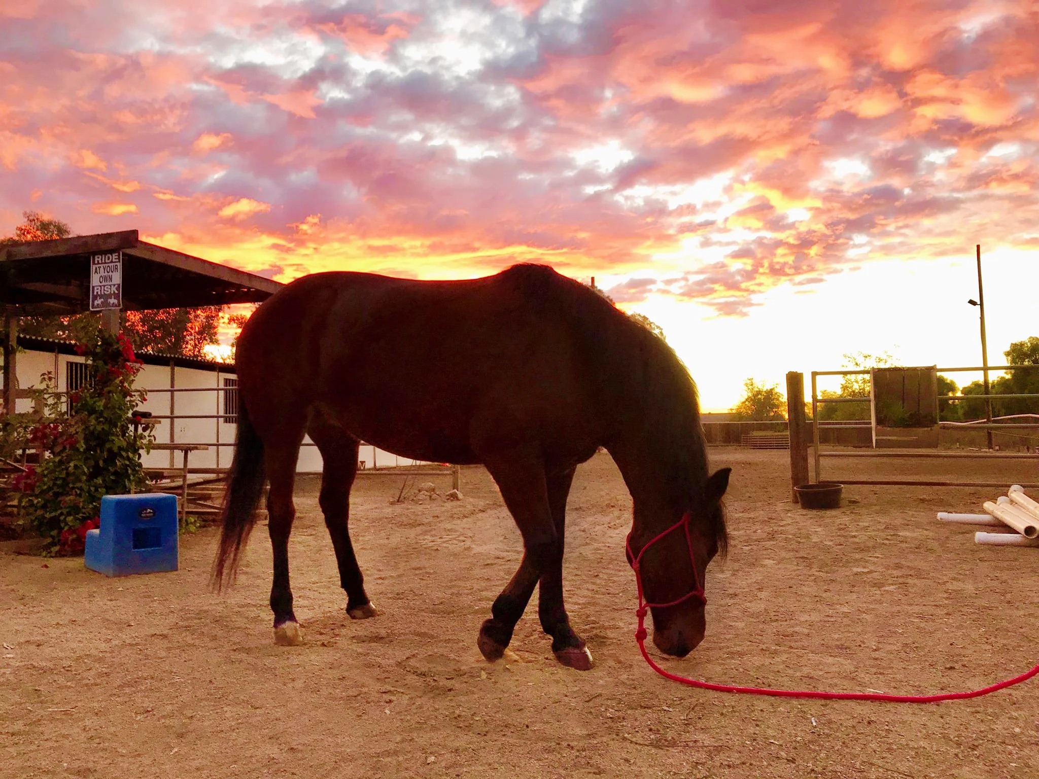 Rescue Horses — Heavens Ranch Rescue