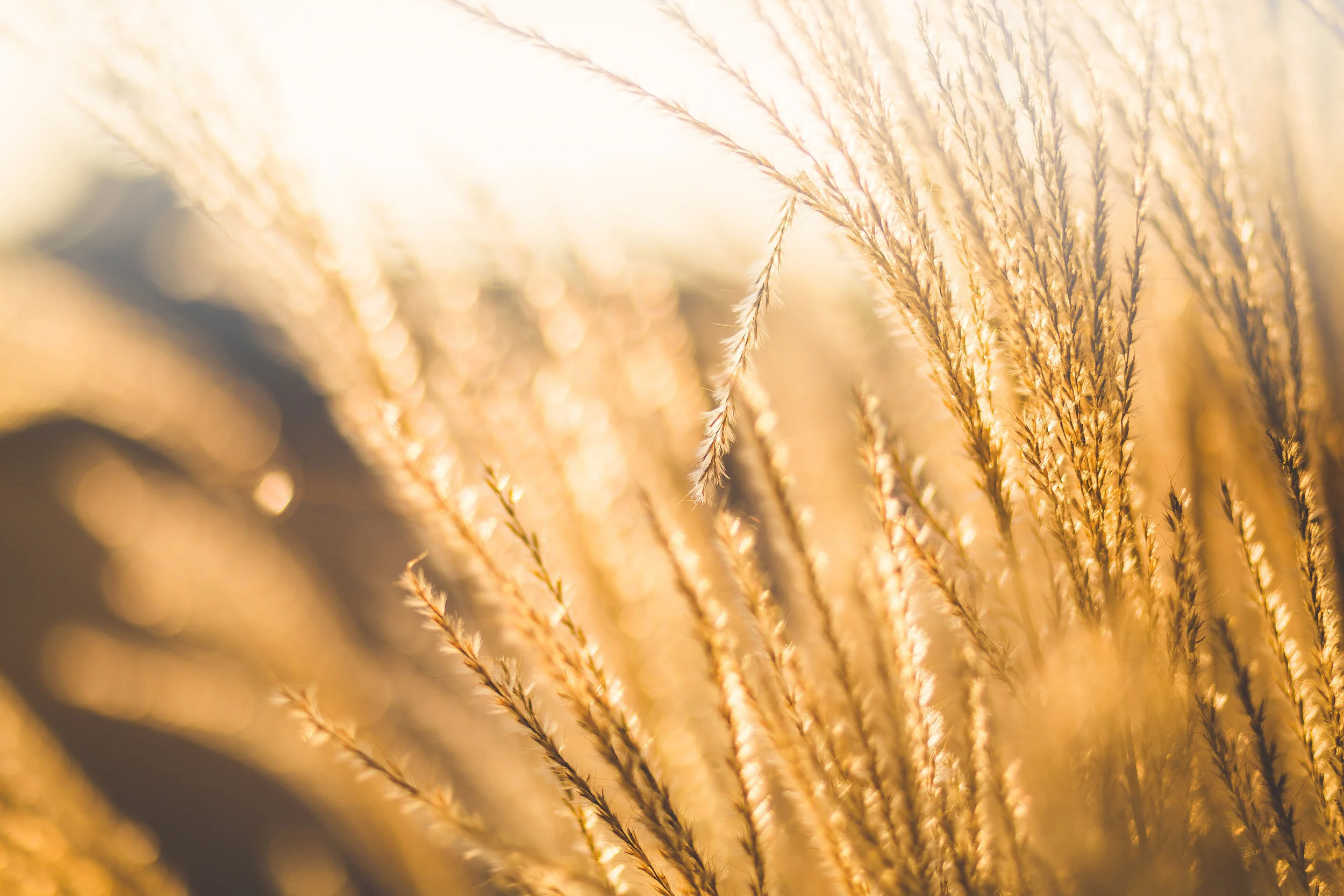 Allow Therapy Partners