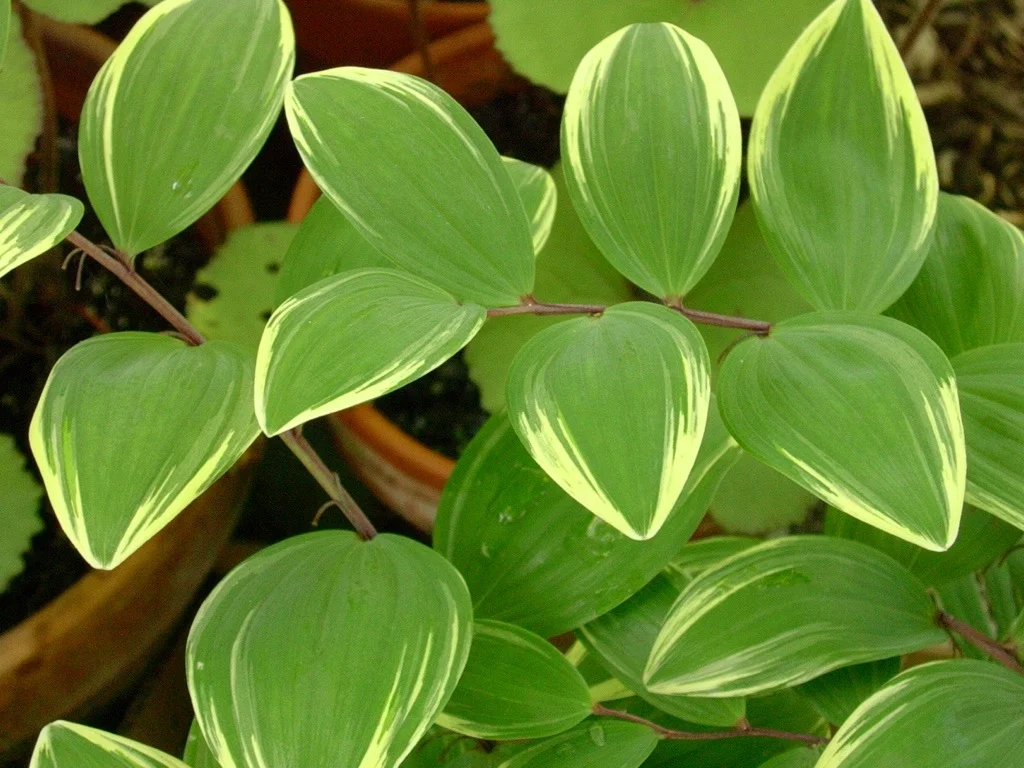Hostabuddies — The Hosta Geek