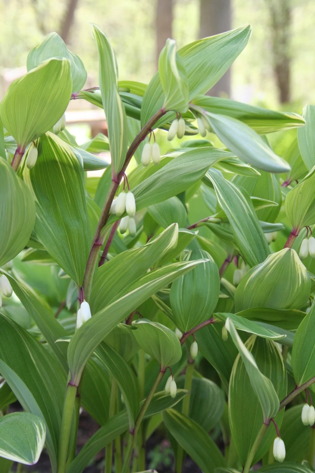 Hostabuddies — The Hosta Geek