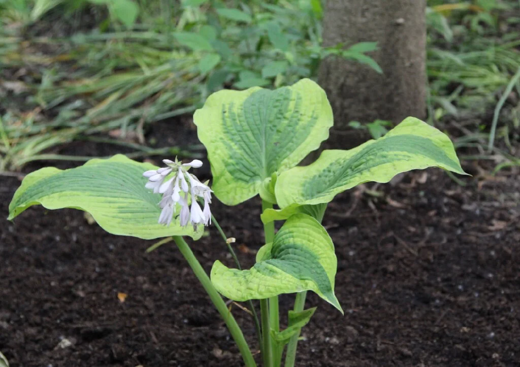 Varieties A-F — The Hosta Geek