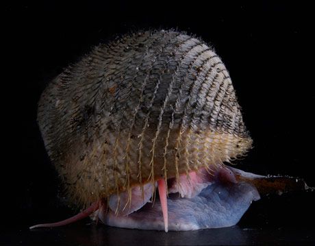 Scaly Foot Snail — Swim Dojo