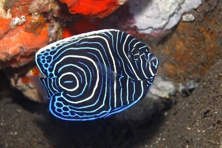 Juvenile Emperor Angelfish — Swim Dojo