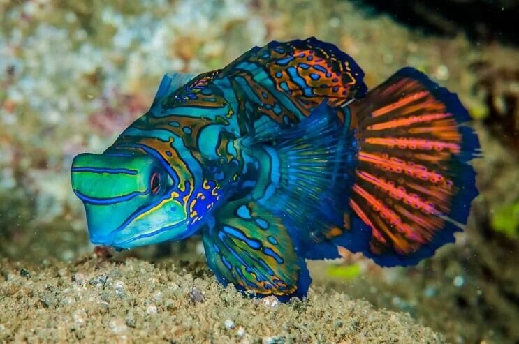 Mandarinfish — Swim Dojo
