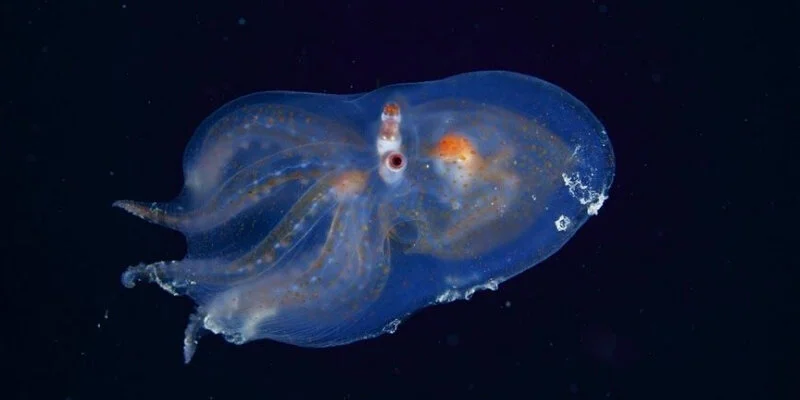 Telescope Octopus — Swim Dojo