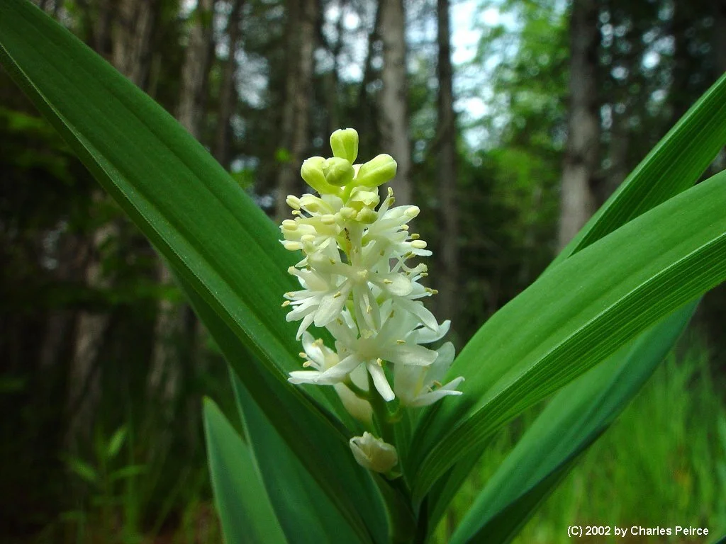 10 Beautiful Michigan Wildflowers to Find On Your Next Hike | Northern ...