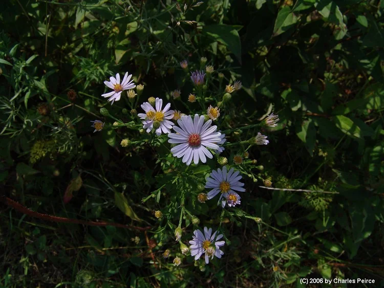 10 Beautiful Michigan Wildflowers to Find On Your Next Hike | Northern ...