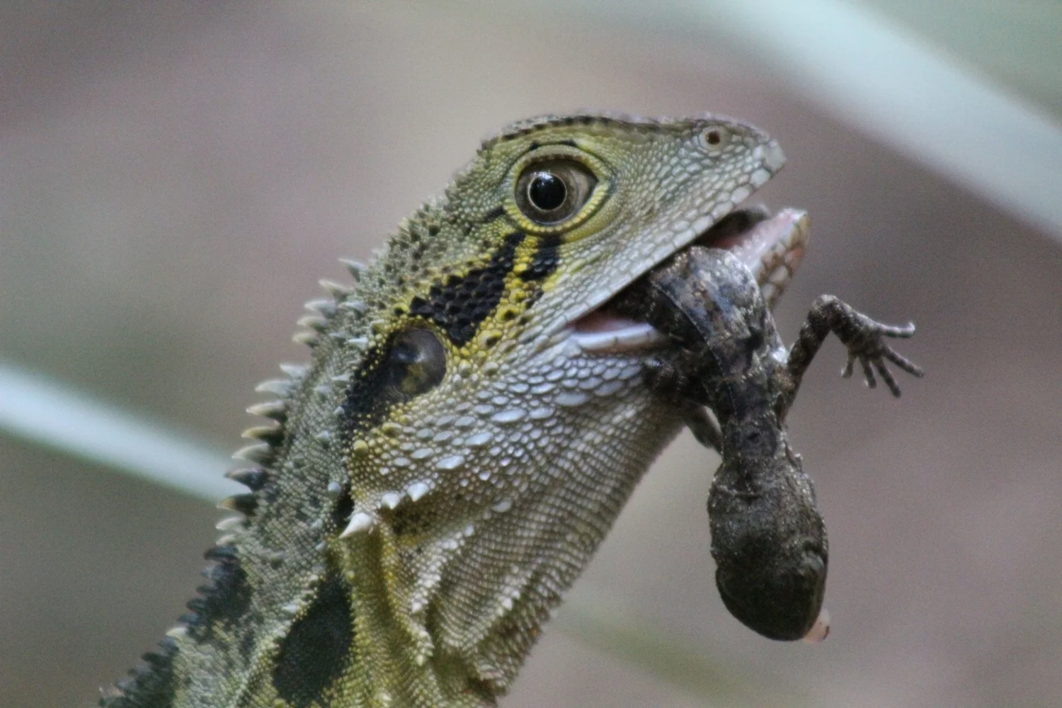 Dr Celine Frere - eastern water dragons — Celine Frere's Research Group
