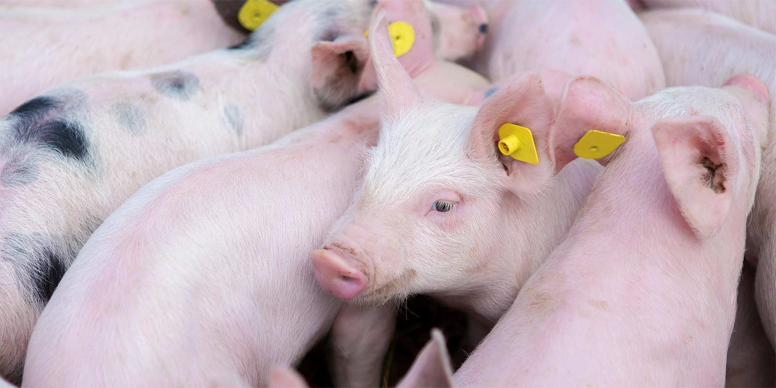 Pork Processing — Sask Pork