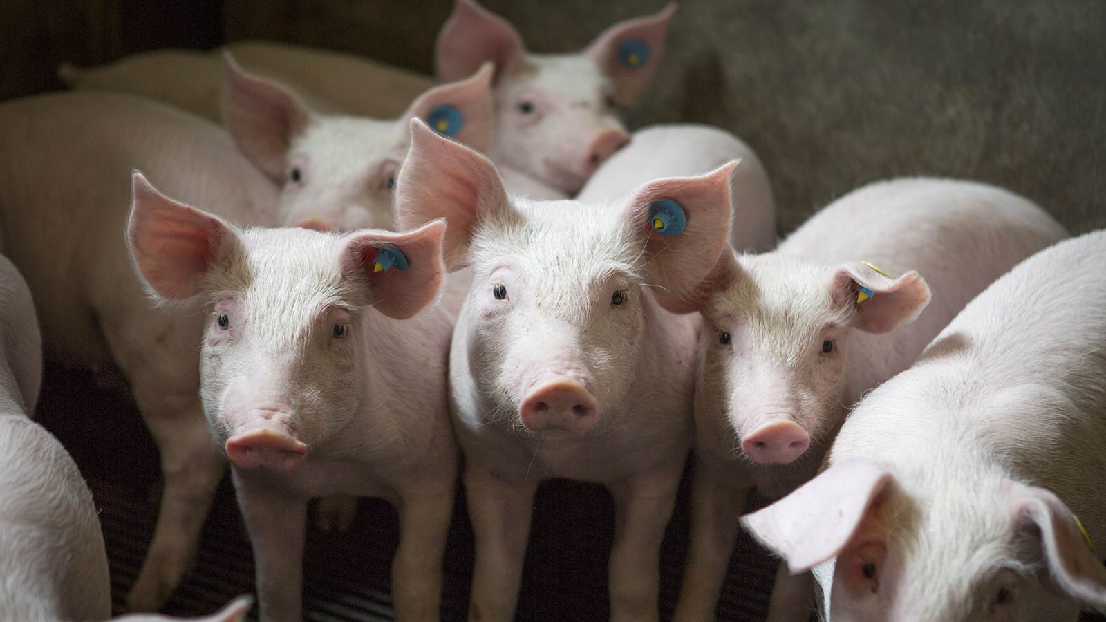 Marketing & Pricing — Sask Pork