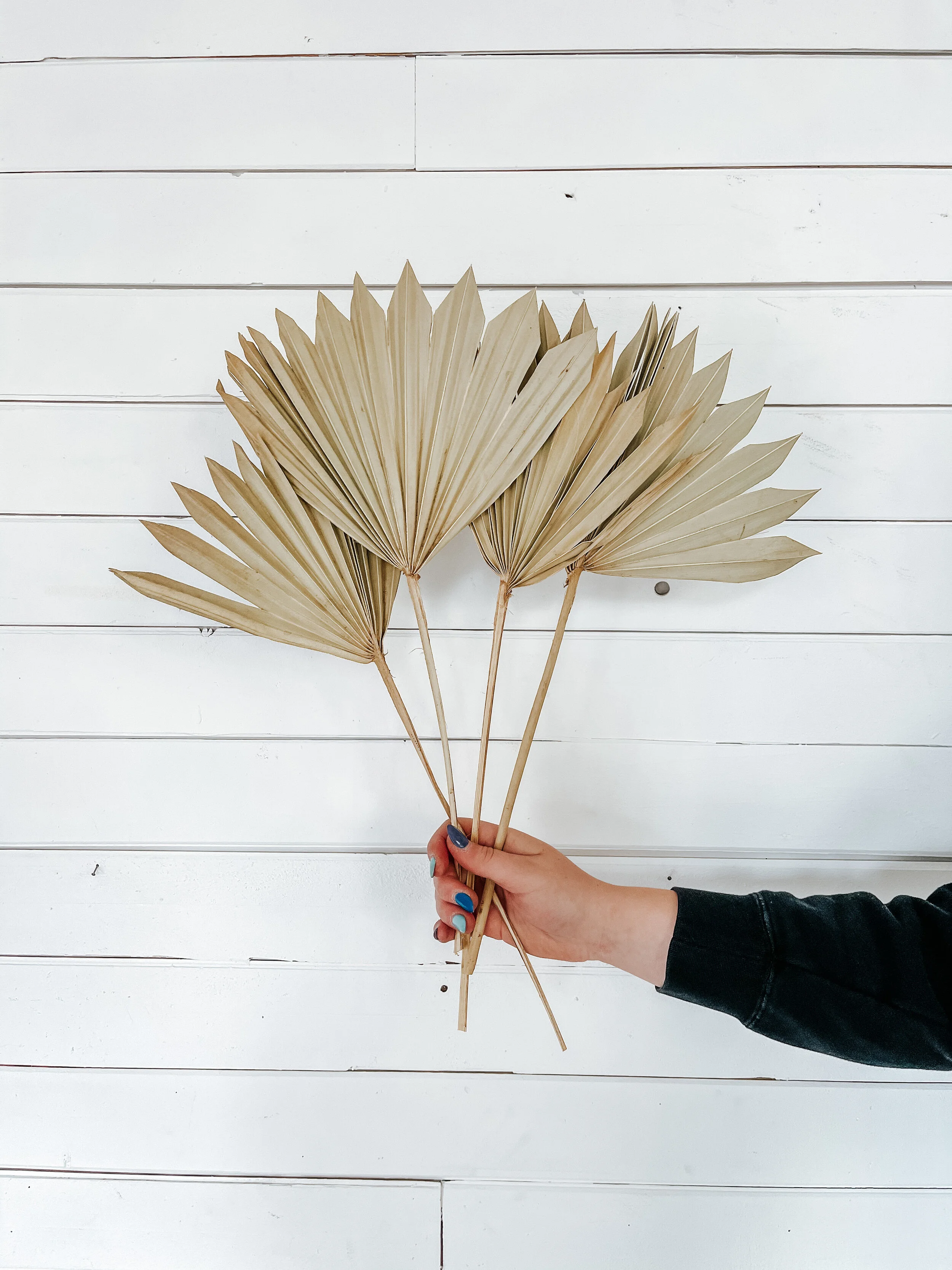 Dried Sun Palm