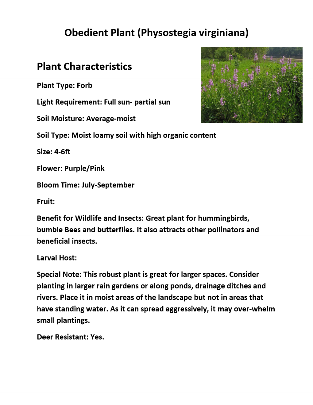 Purchase Native Plants — Plants for Ecology