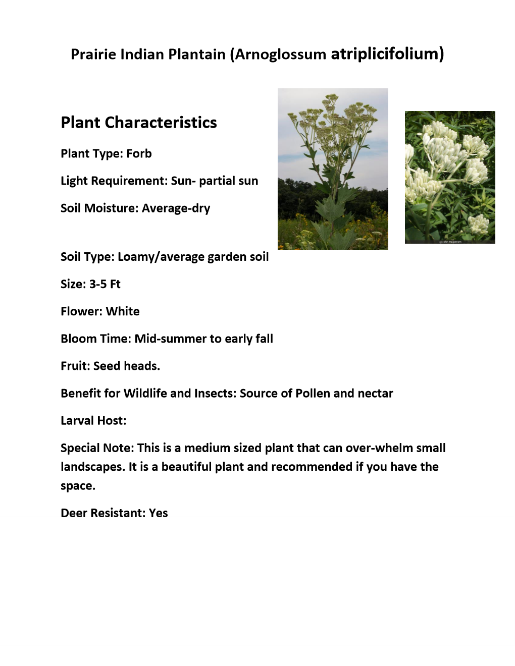 Purchase Native Plants — Plants for Ecology