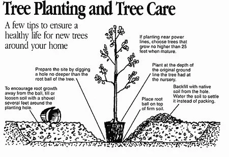 Michigan Native Plants, Trees, and Shrubs — Plants for Ecology