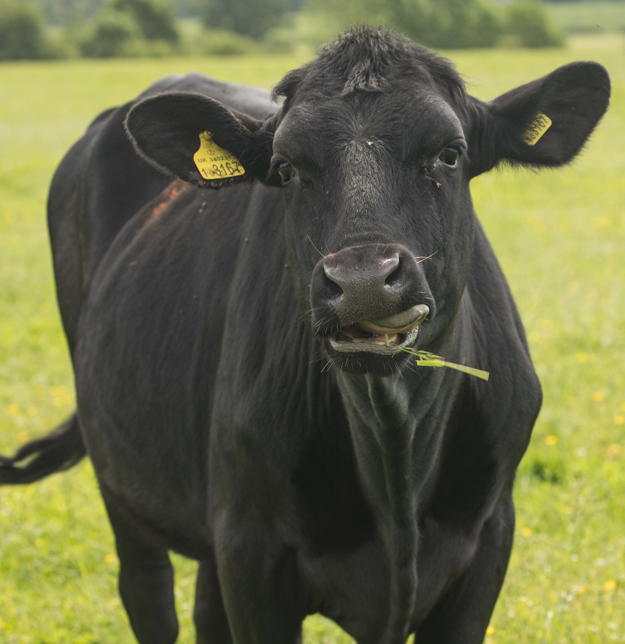 Gallery — Goose Slade Farm Shop