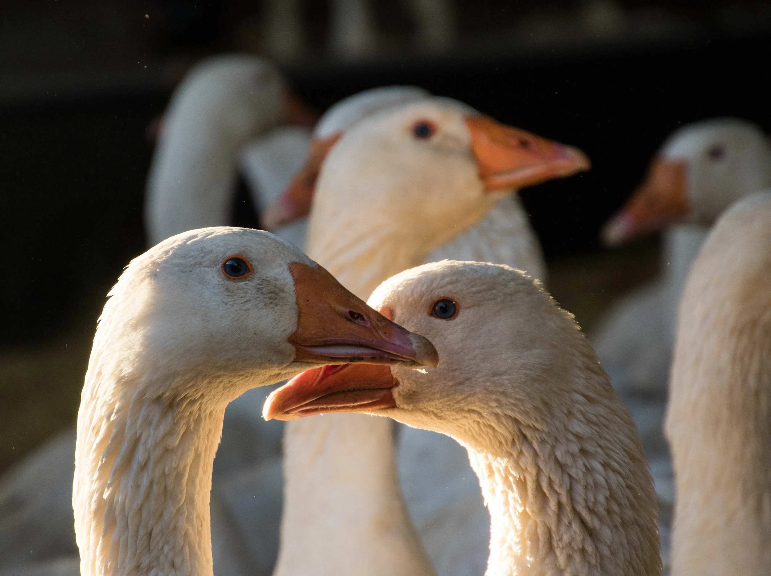 Our story — Goose Slade Farm Shop