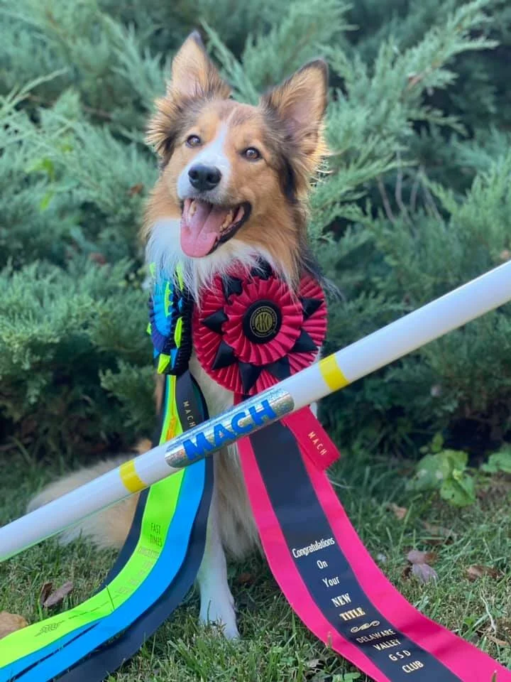 MACH Wit! — UDog Agility