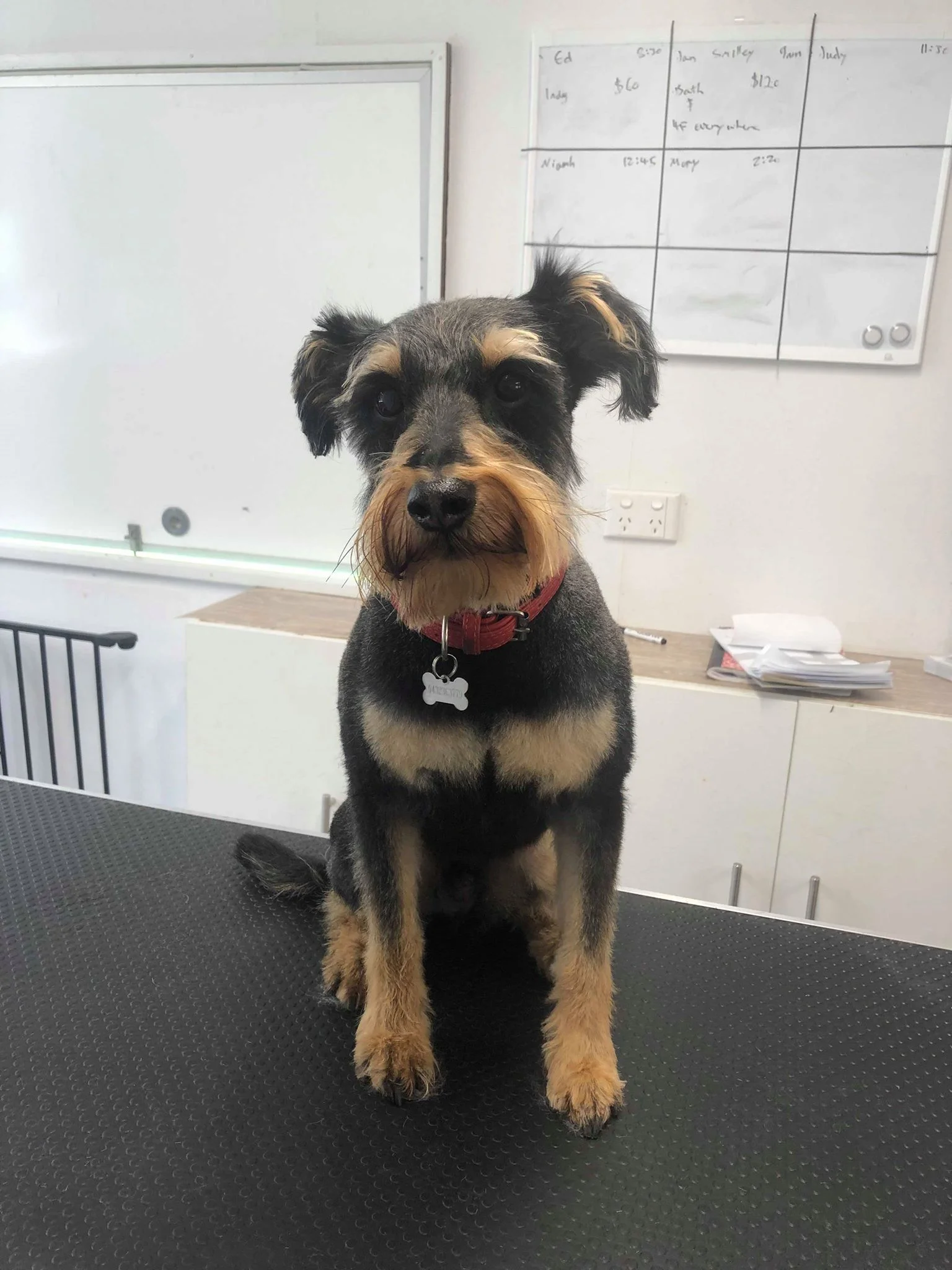 Fluffy Mutt Grooming