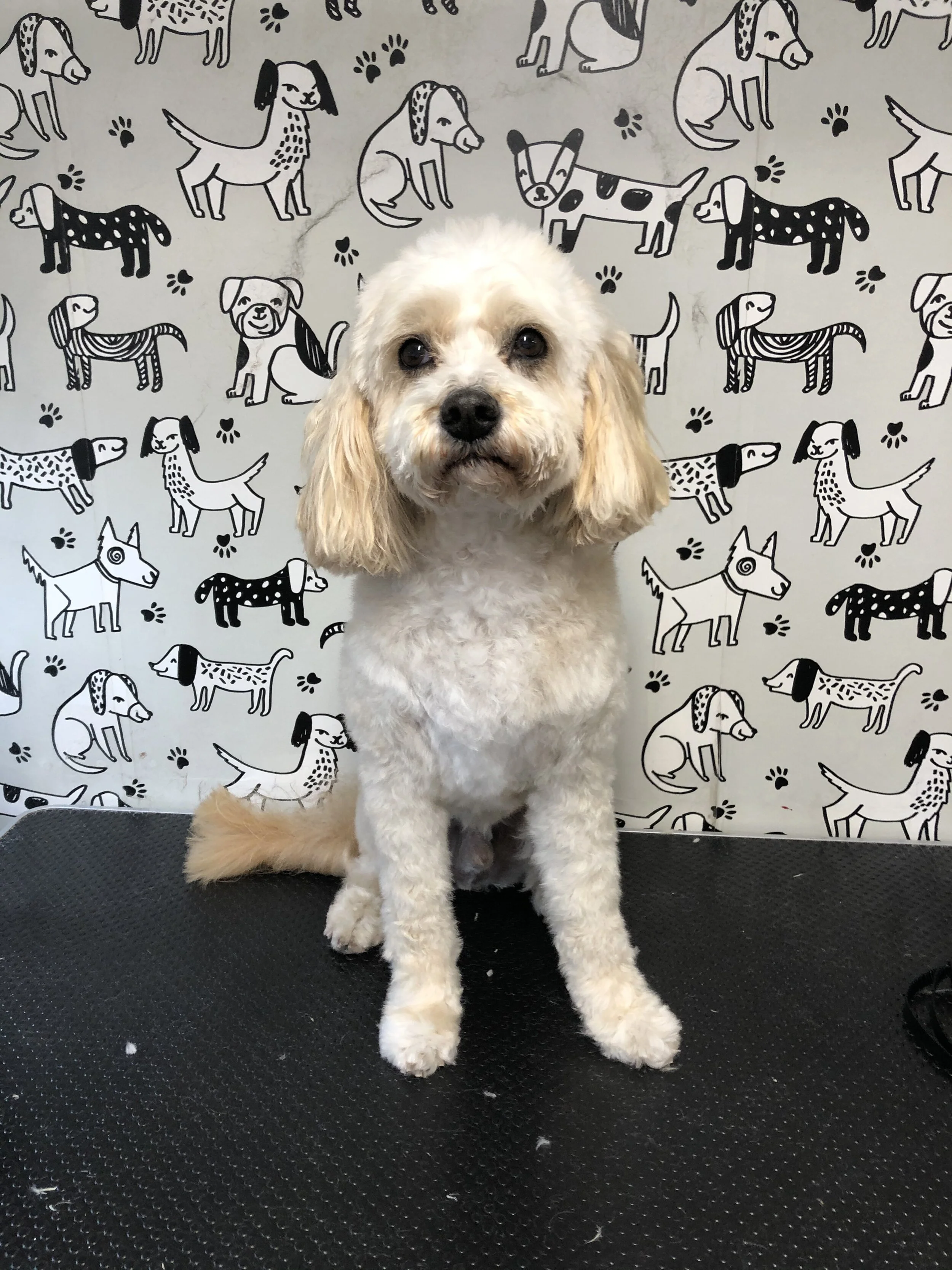 Fluffy Mutt Grooming