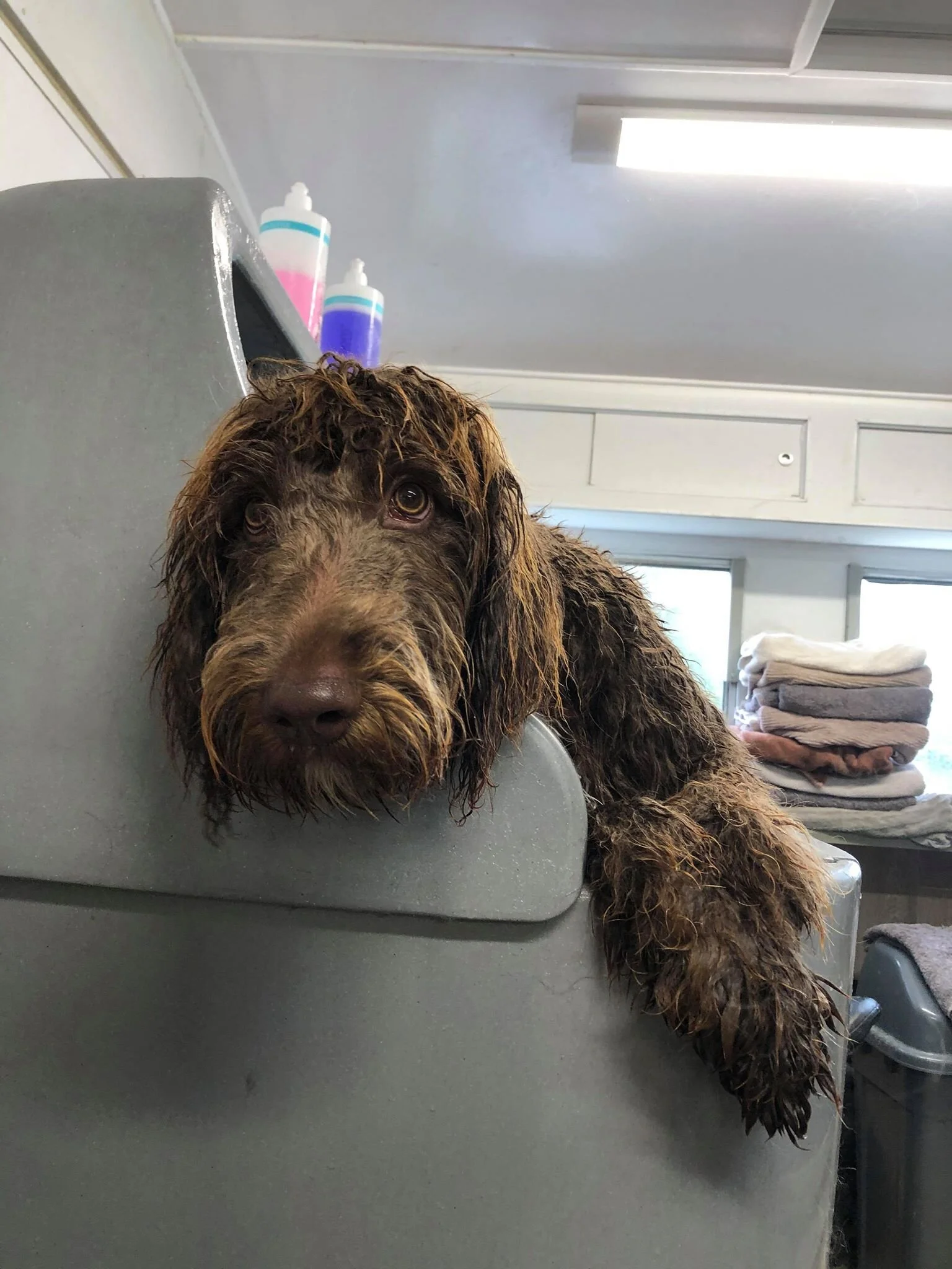 Fluffy Mutt Grooming