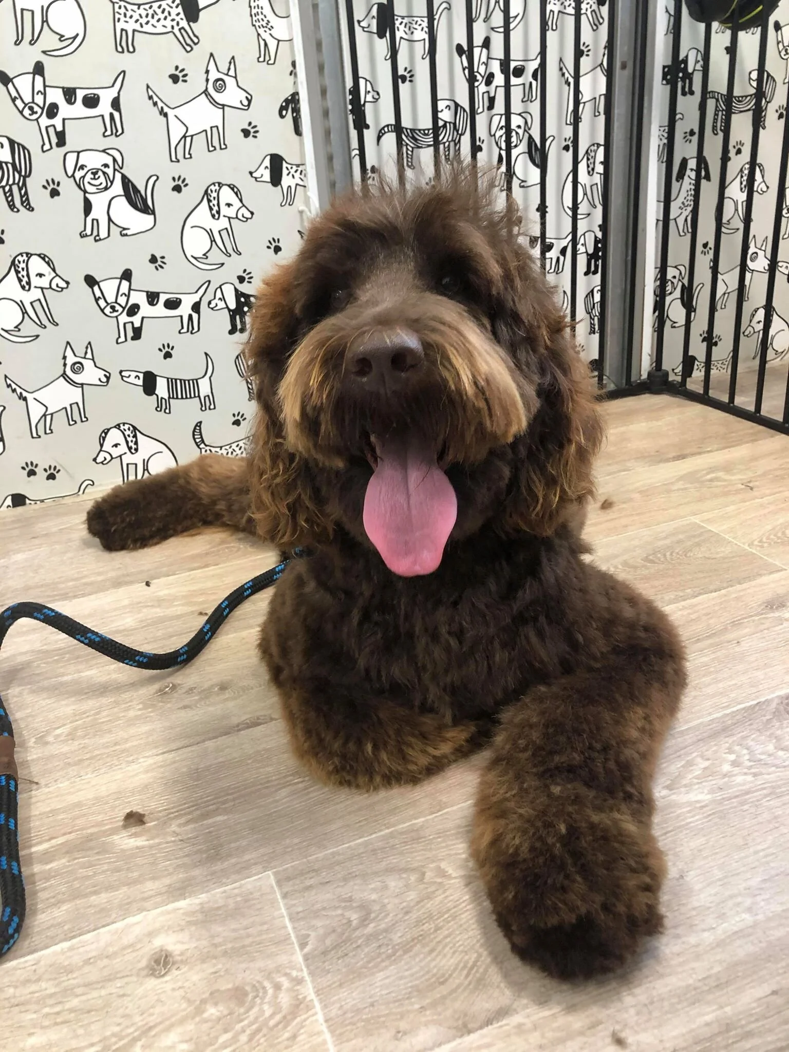 Fluffy Mutt Grooming