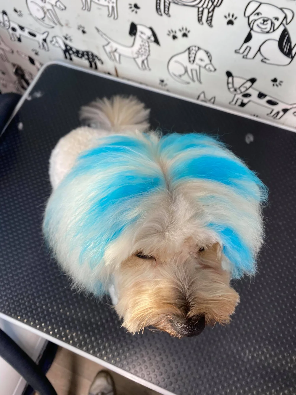 Fluffy Mutt Grooming