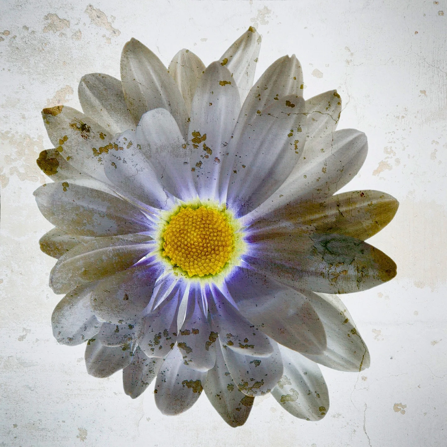 Mick Fleetwood — Robert Kidd Gallery