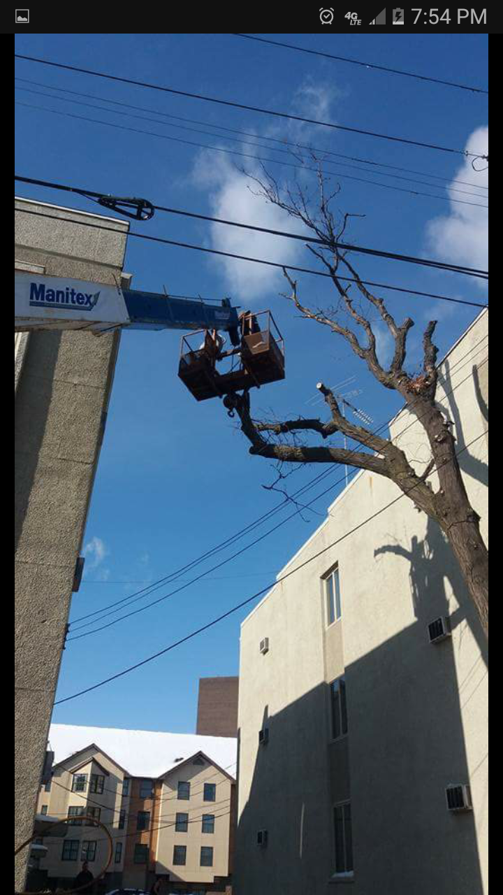 Expert Tree Service Company | Minneapolis, MN | Bee's Tree Service