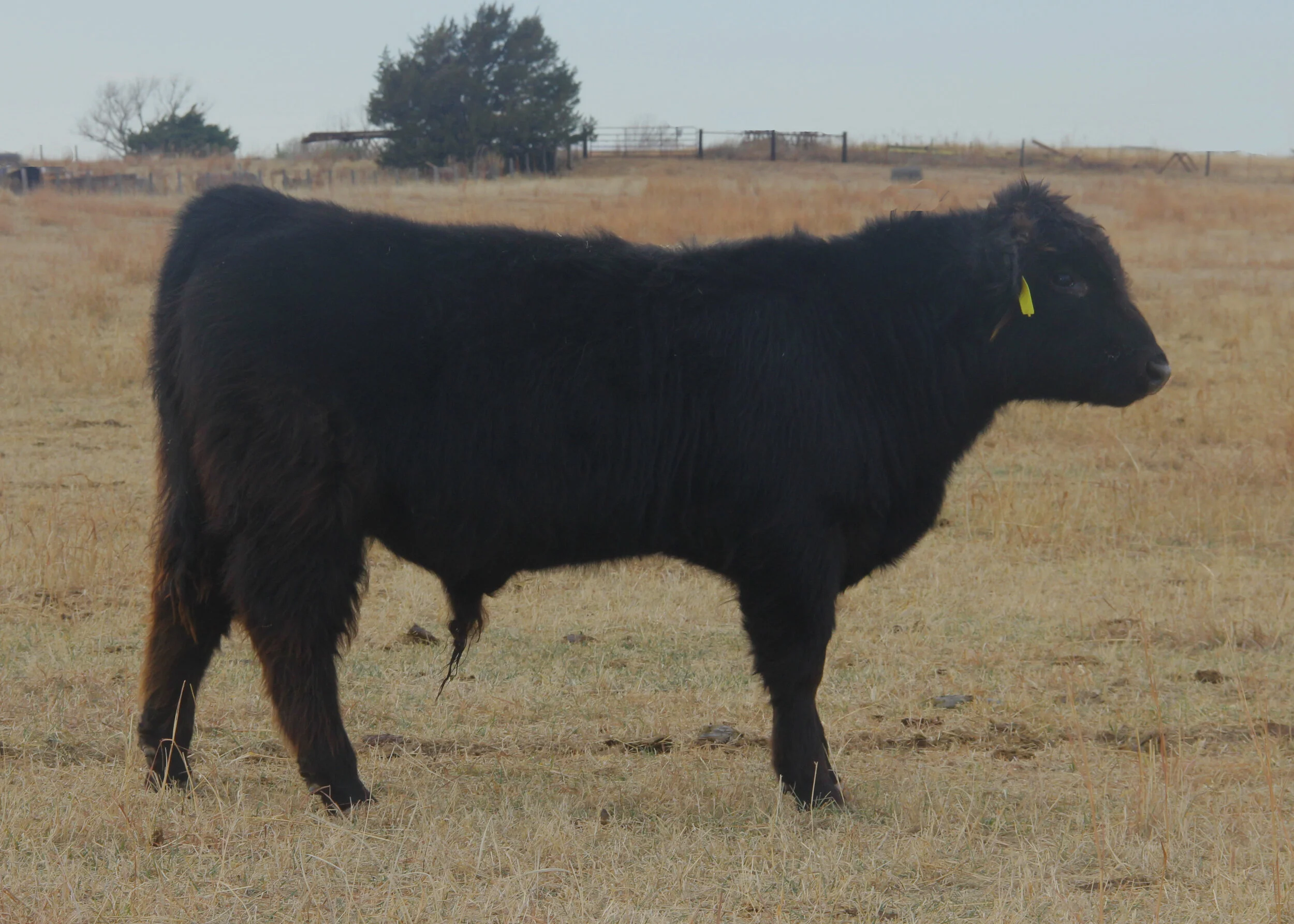 Bulls For Sale — Redgate Cattle Company