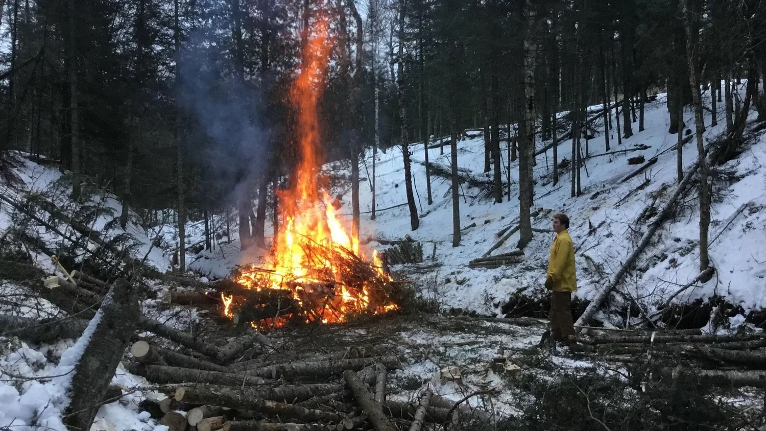 Expert FireWise Treatment & Fire Mitigation Services in Northern ...