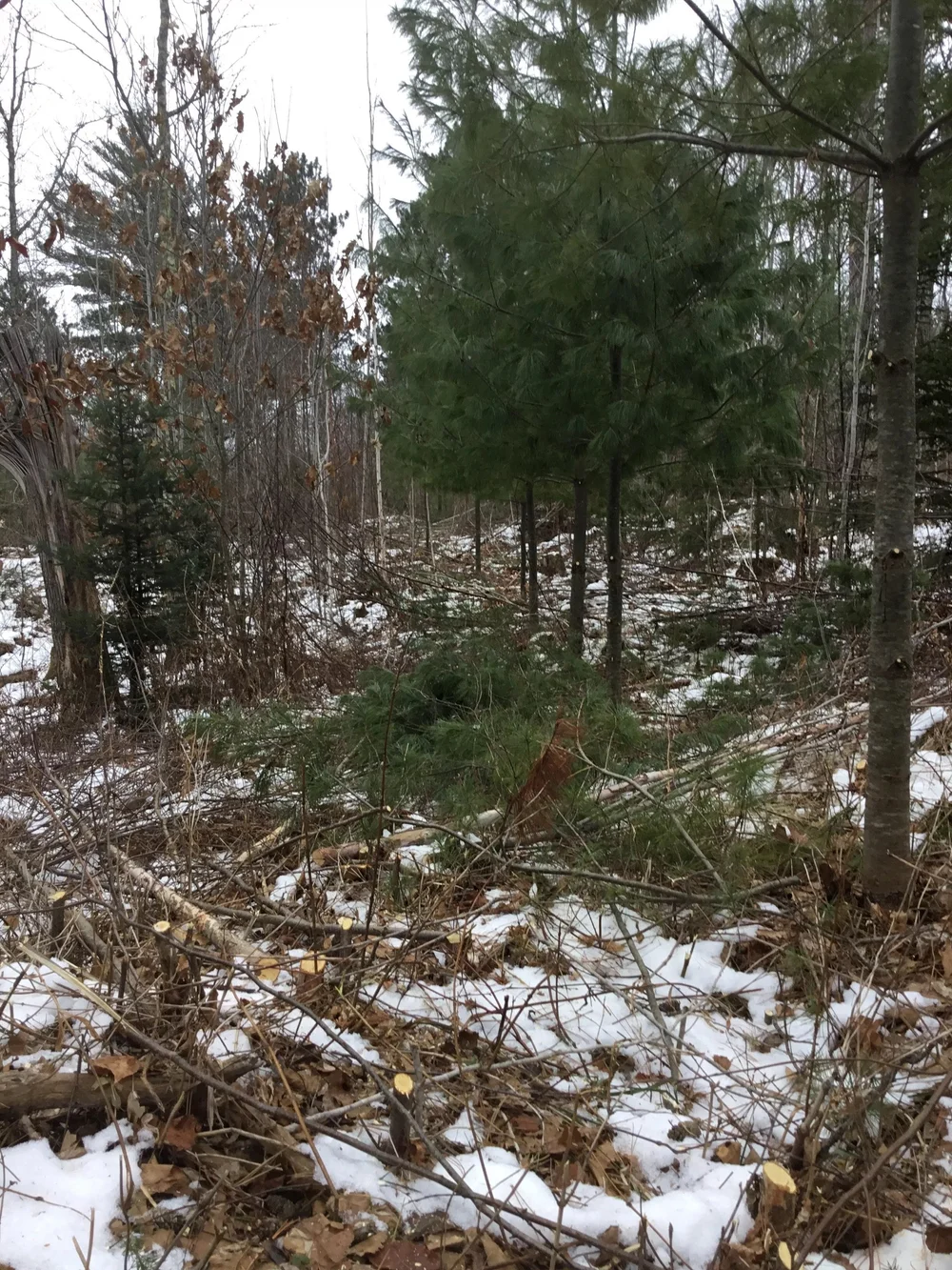 Expert Crop Tree Release Services for Healthy Forest Growth in Northern ...