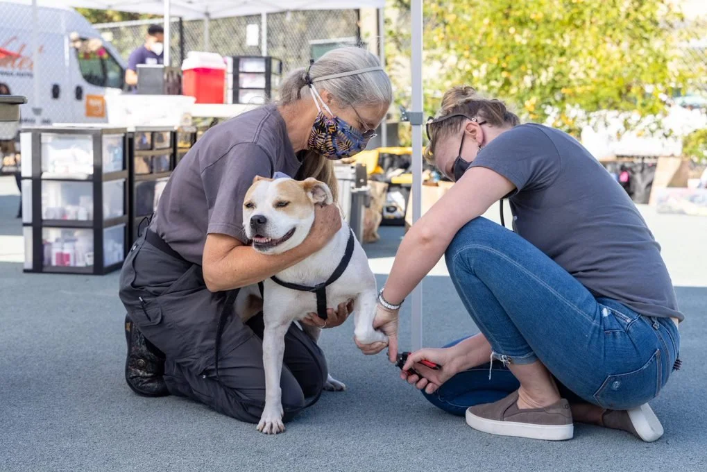 Veterinary Street Outreach Services — SFCCC