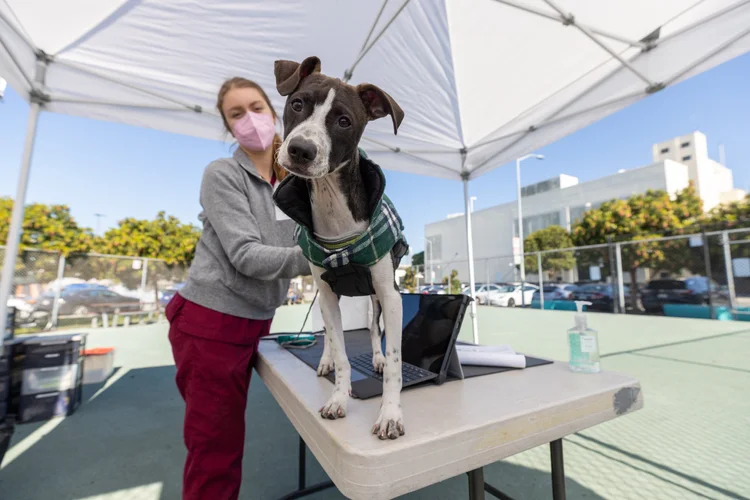 Veterinary Street Outreach Services — SFCCC