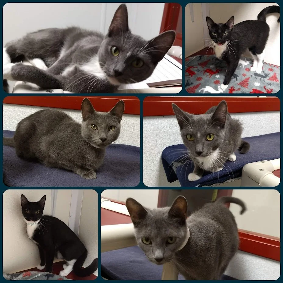 Whiskers of the Week - November 13, 2022 - Inky, Maggie, & Rosemary — Meow Mobile