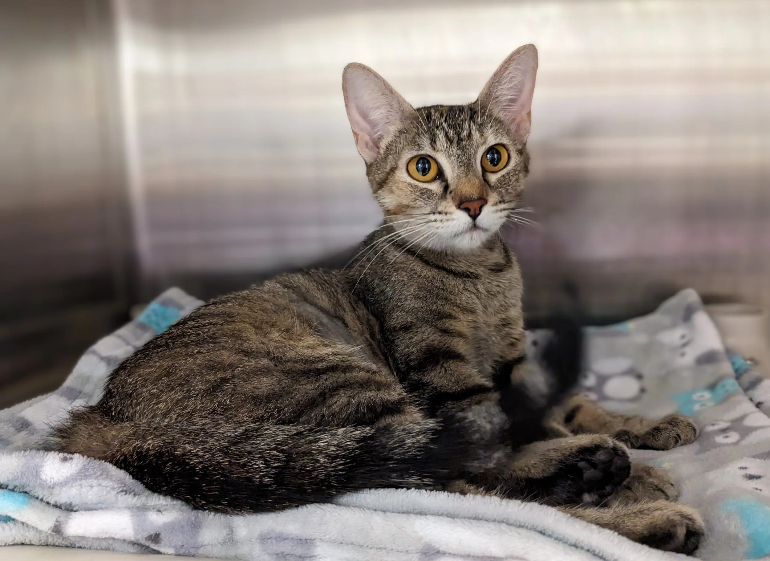 Whiskers of the Week - July 30, 2023 - Ariel — Meow Mobile