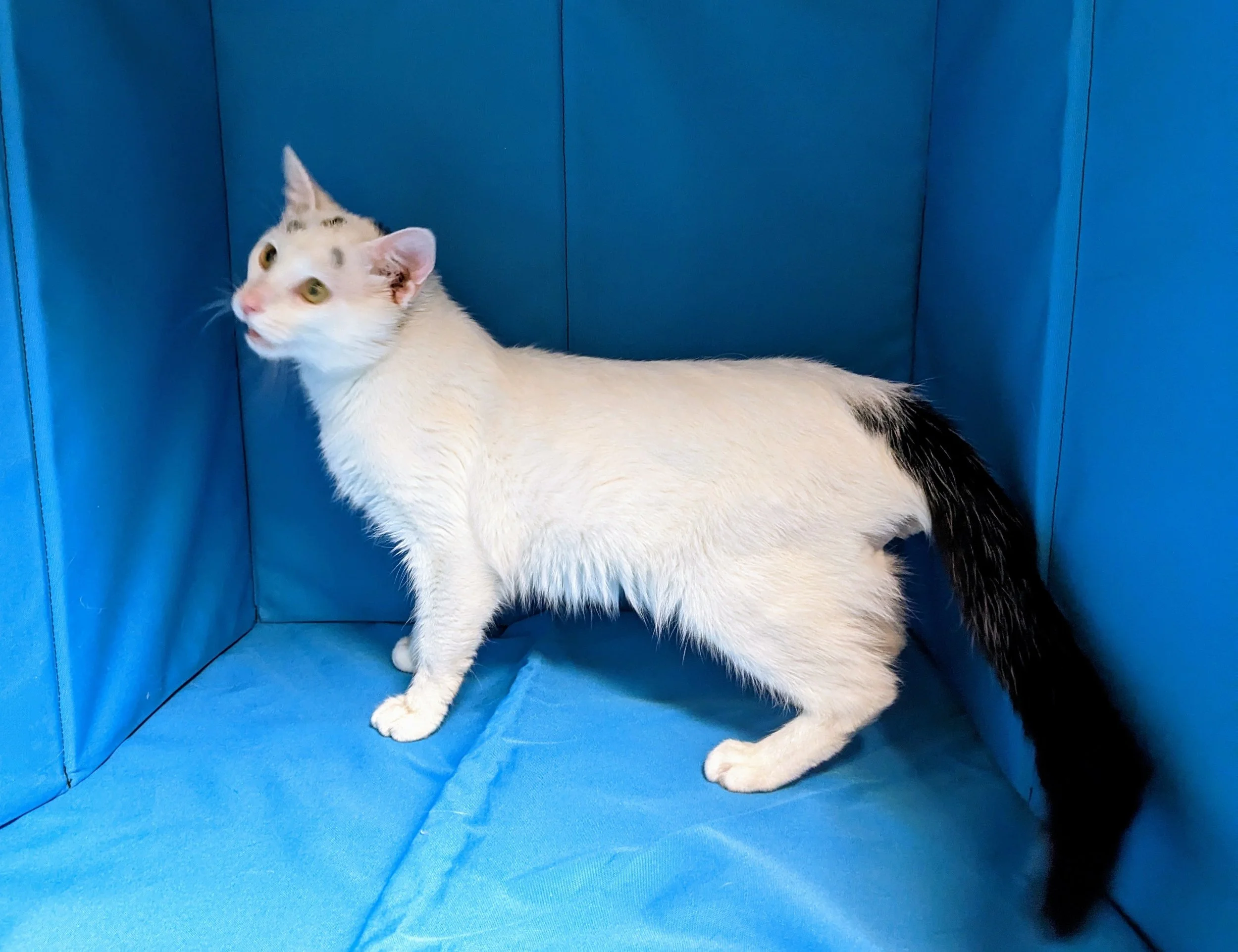 Whiskers of the Week - May 7, 2023 - Yeti — Meow Mobile