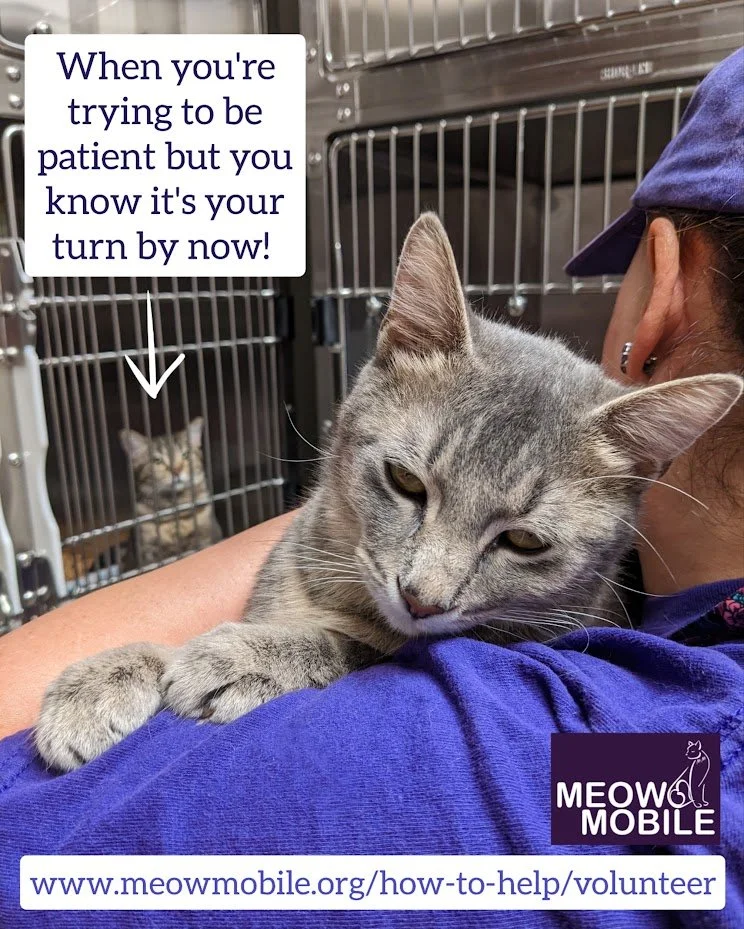 Volunteer — Meow Mobile