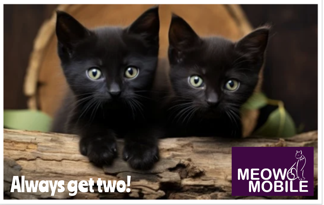 Common Questions Answered — Meow Mobile