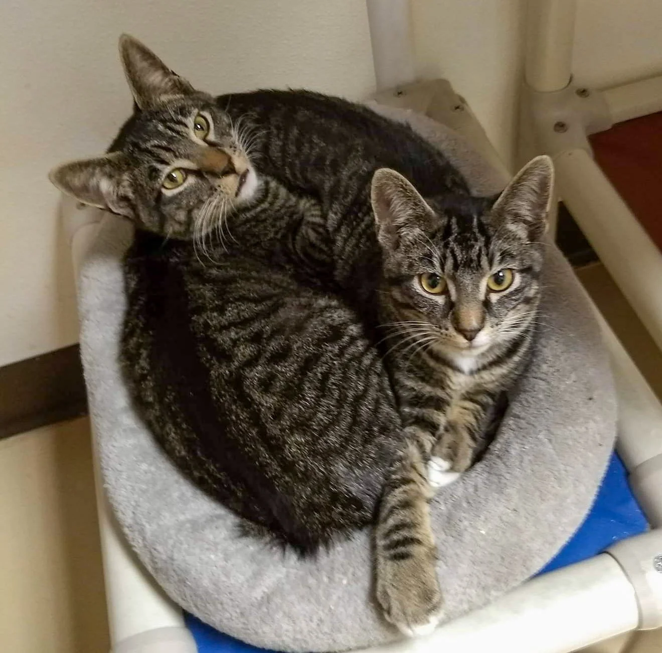 Adopt — Meow Mobile