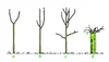 Formative Pruning — Woodland Heritage