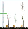 Formative Pruning — Woodland Heritage