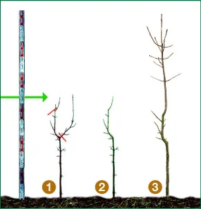 Formative Pruning — Woodland Heritage