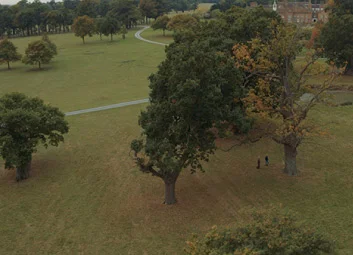 Acute Oak Decline — Woodland Heritage
