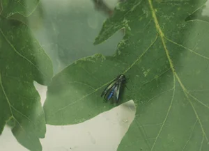Acute Oak Decline — Woodland Heritage