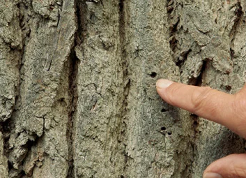 Acute Oak Decline — Woodland Heritage