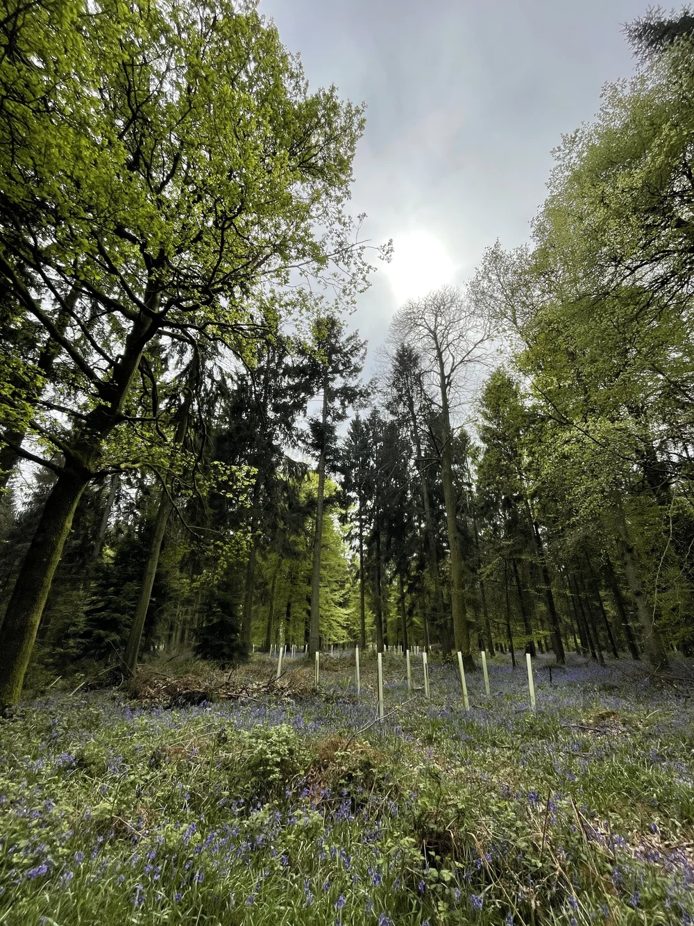 Productive Woodlands — Woodland Heritage