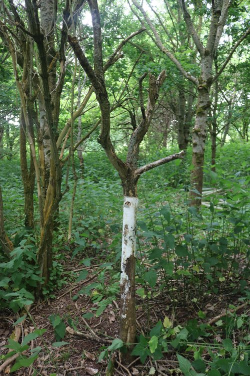 Tree Guards and ‘Can Do’: First Volunteer Day at James Wood — Woodland ...