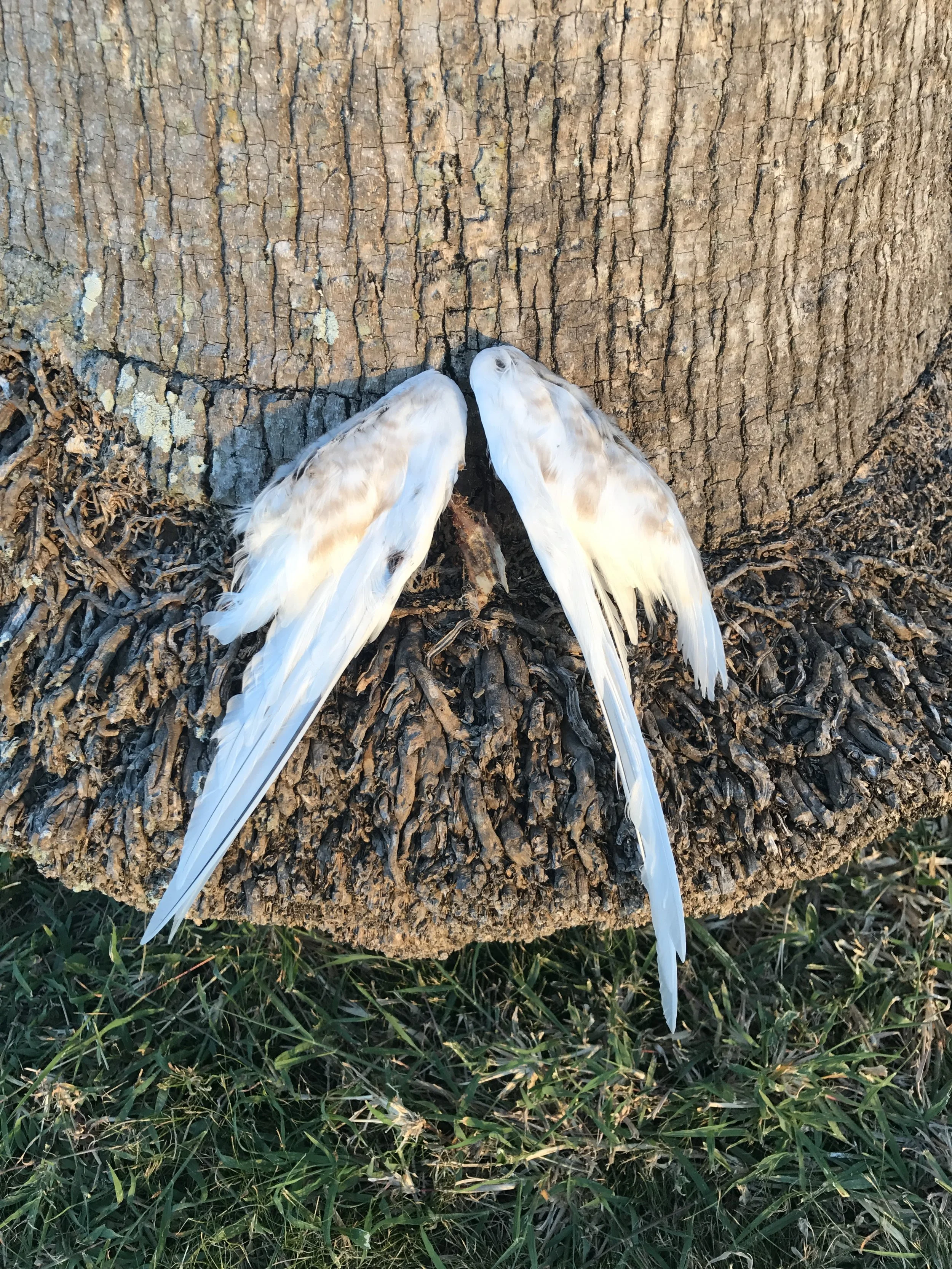 Mana — HAUNANI HESS